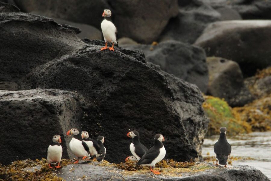 Reykjavik: Puffin Watching Tour - The Bottom Line: Who Will Love This Tour?