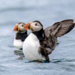 Reykjavík: RIB Speed-Boat Puffin Watching Tour - The Experience: What to Expect on Your Puffin Adventure