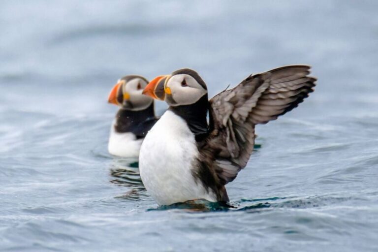 Reykjavík: RIB Speed-Boat Puffin Watching Tour - The Experience: What to Expect on Your Puffin Adventure