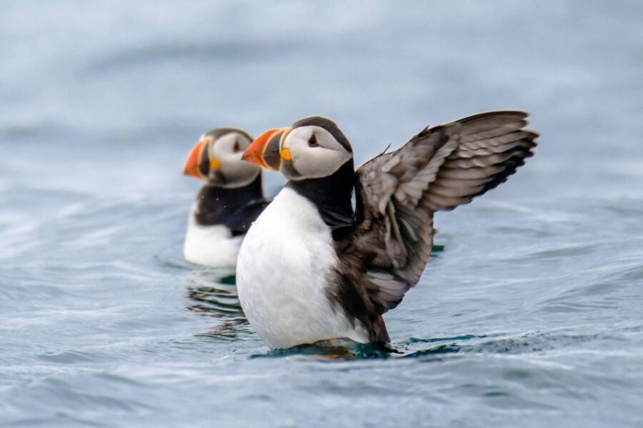 Reykjavík: RIB Speed-Boat Puffin Watching Tour - The Experience: What to Expect on Your Puffin Adventure