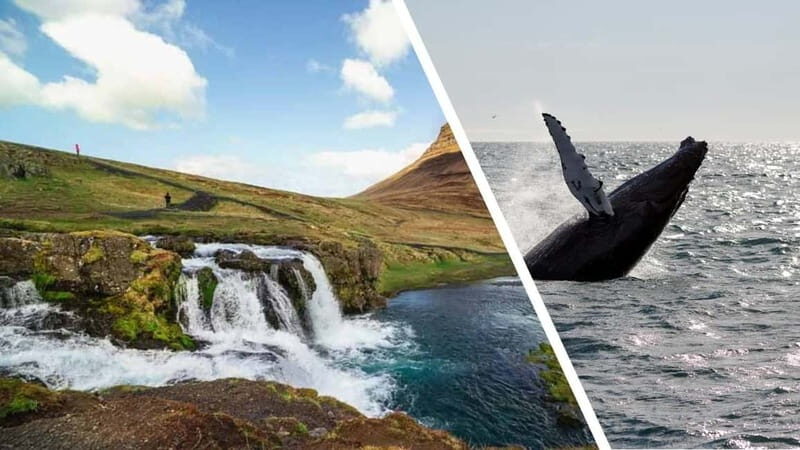 Reykjavik: Snæfellsnes Peninsula & Whale Watching Tour - The Whale Watching Experience: What to Expect