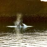Reykjavik: Whale & Marine Adventure Tour - An In-Depth Look at the Whale & Marine Adventure Tour