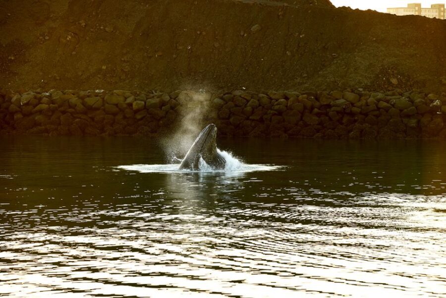 Reykjavik: Whale & Marine Adventure Tour - An In-Depth Look at the Whale & Marine Adventure Tour