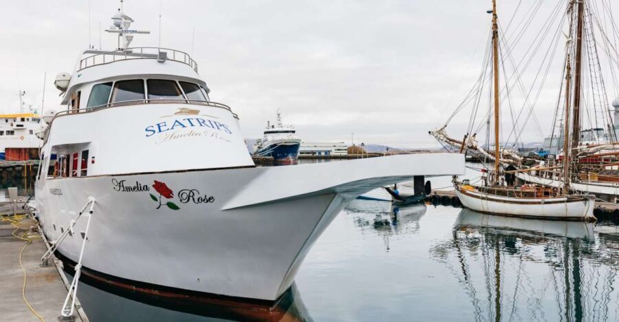 Reykjavík: Whale Watching Cruise on the Amelia Rose Yacht - Exploring the Itinerary in Depth