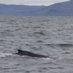 Reykjavik: Whale Watching Excursion & Whale Exhibition - Analyzing the Value