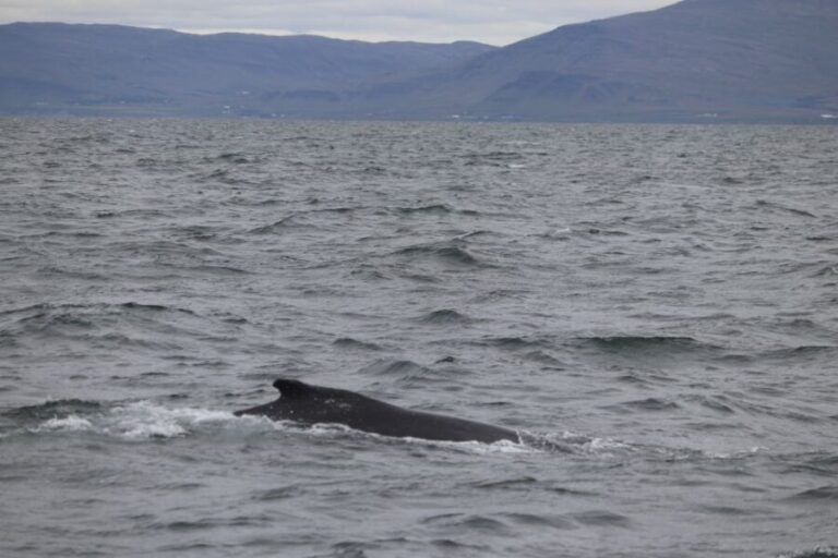 Reykjavik: Whale Watching Excursion & Whale Exhibition - Analyzing the Value