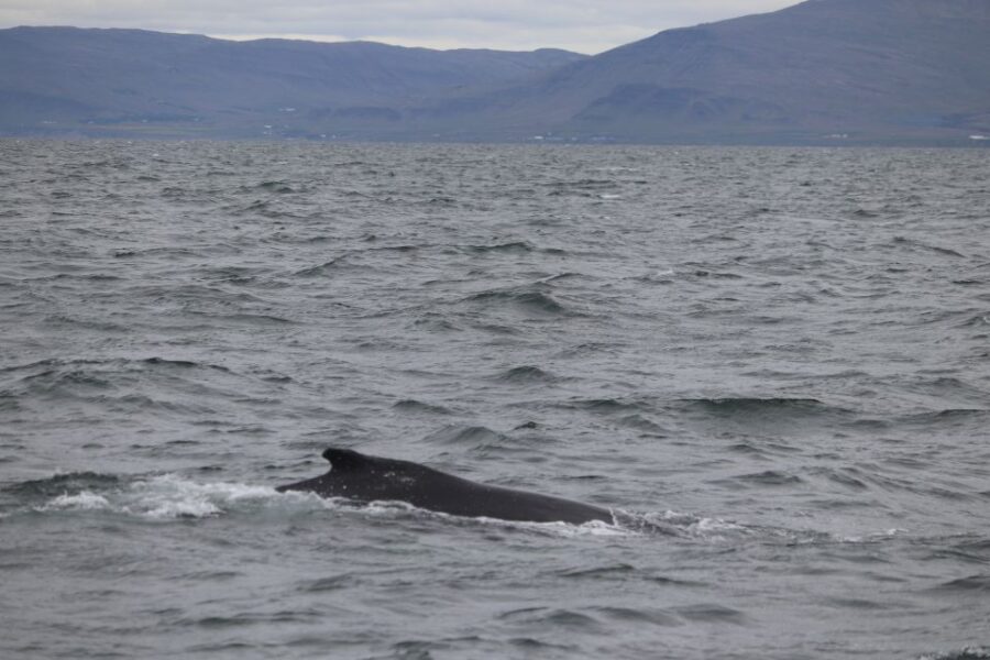 Reykjavik: Whale Watching Excursion & Whale Exhibition - Analyzing the Value