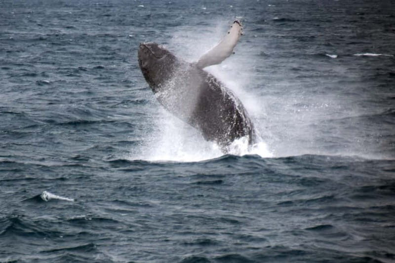 Reykjavik: Whale Watching Express - Modern, Well-Equipped Boats