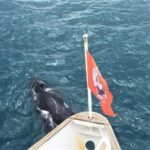 Reykjavik: Whale Watching in Faxaflói Bay & Live Lava Show - Key Points