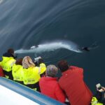 Reykjavik: Whale Watching & Lava Show - Practical Details and What You Can Expect