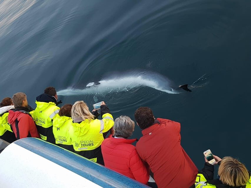 Reykjavik: Whale Watching & Lava Show - Practical Details and What You Can Expect