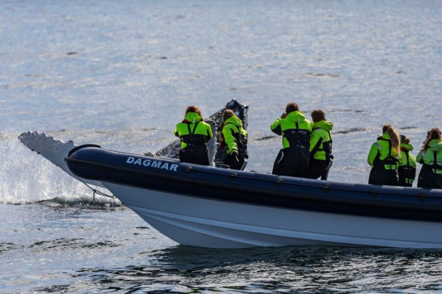Reykjavik: Whale Watching Tour by RIB Boat - What to Expect During the Tour