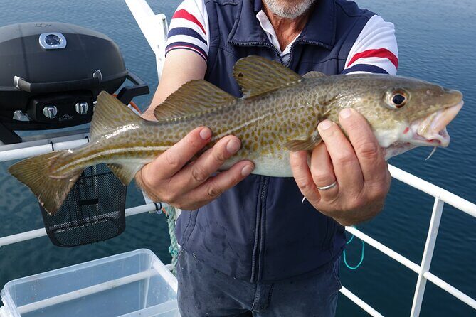 Reykjavik's Finest Catch: Guided Sea Angling Tour for All Levels - The Value of the Experience