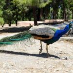 Rhodes: Filerimos Hill and Butterfly Valley Bus Trip - The Value of This Tour