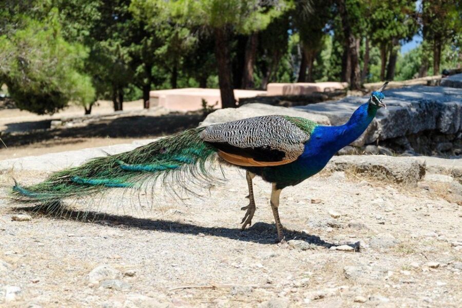 Rhodes: Filerimos Hill and Butterfly Valley Bus Trip - The Value of This Tour