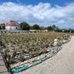 Rhodes:Explore the farm's paths & discover aloe vera & herbs - The Farm Itinerary: What’s in Store