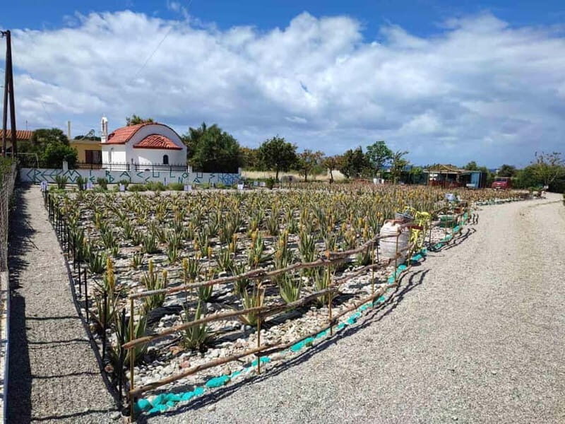 Rhodes:Explore the farm's paths & discover aloe vera & herbs - The Farm Itinerary: What’s in Store