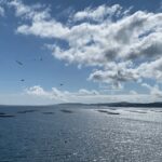 Ría de Arousa: Daytime or Sunset Sailboat Cruise with drinks - An Authentic Coastal Experience