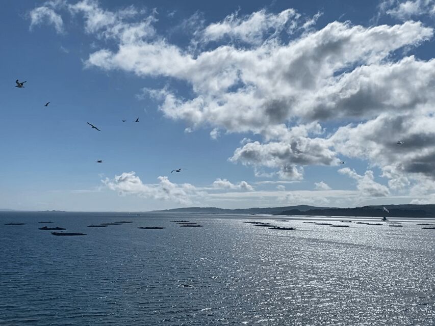 Ría de Arousa: Daytime or Sunset Sailboat Cruise with drinks - An Authentic Coastal Experience