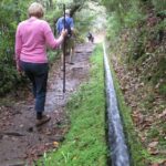 Ribeiro Frio / Portela - Levada Walk - The Practical Side: What You Need to Know
