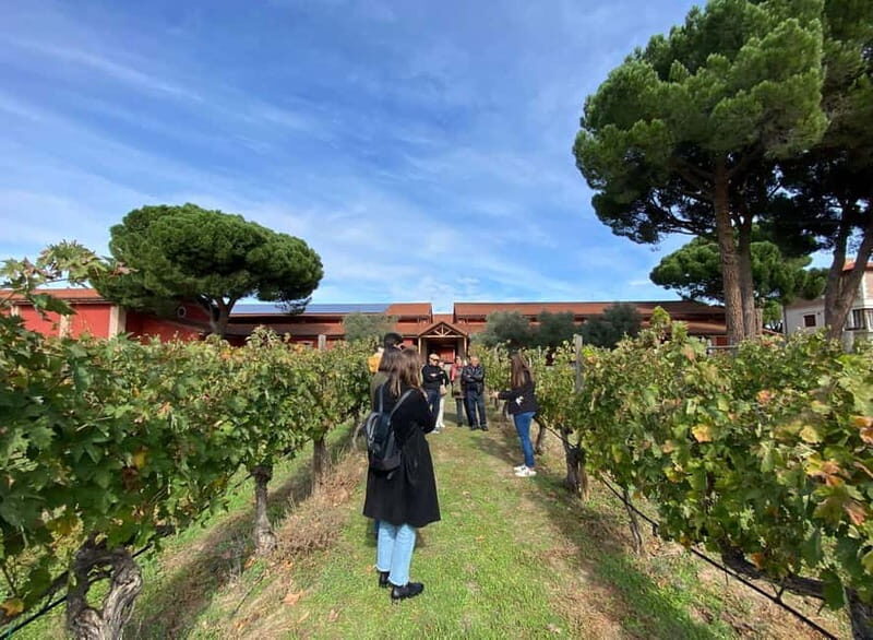 Ribera del Duero Tour: Three Wineries & Lunch from Madrid - The Value of a Guided Wine Tour