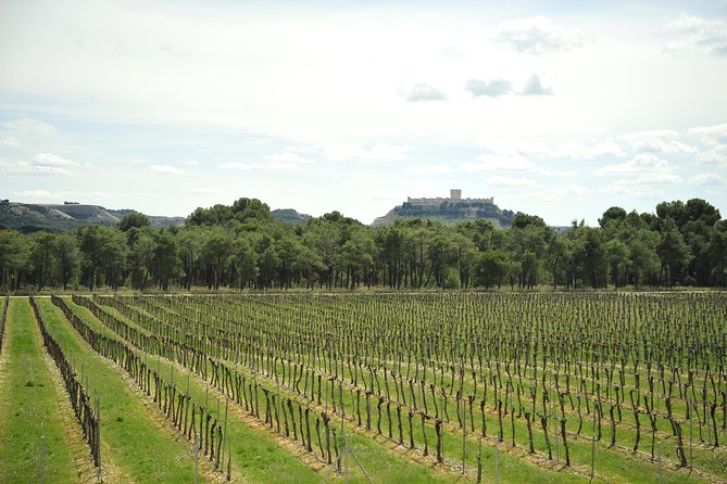 Ribera del Duero Wineries Guided Tour & Wine Tasting from Madrid - Starting from Madrid: The Convenience of a Central Meeting Point