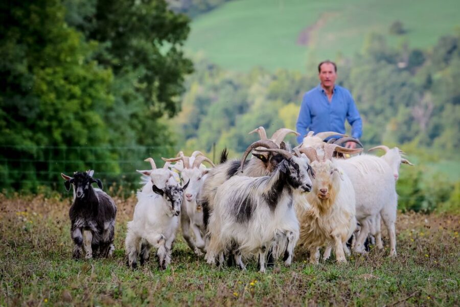 Rimini: San Leo Cashmere Farm Experience - Who Will Love This Experience?