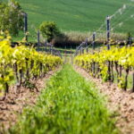 Rimini: San Valentino DOC Wine Tastings - Exploring the Vineyards and Cellar