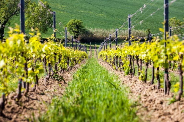 Rimini: San Valentino DOC Wine Tastings - Exploring the Vineyards and Cellar