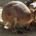 Rome: Bioparco di Roma Zoological Garden Entry Ticket - Authentic Traveler Insights from Reviews