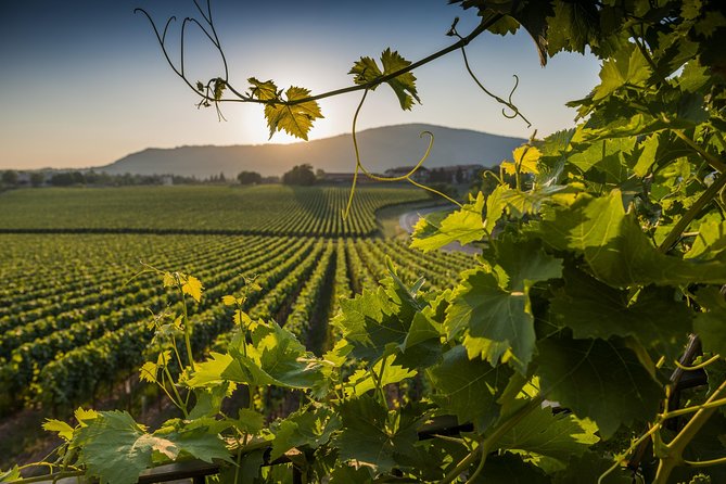 Rome Countryside Delights: Exclusive Wine Tasting Tour - Key Points