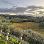 Rome Countryside: Wine Tasting Tour with Private Driver - The Value of This Wine Tasting Tour