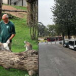 Rome: Entrance ticket to the Zoo+Tour by Golf Cart in Villa Borghese - A Detailed Look at the Tour Experience
