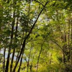 Rome: Forest Bathing Experience - Frequently Asked Questions