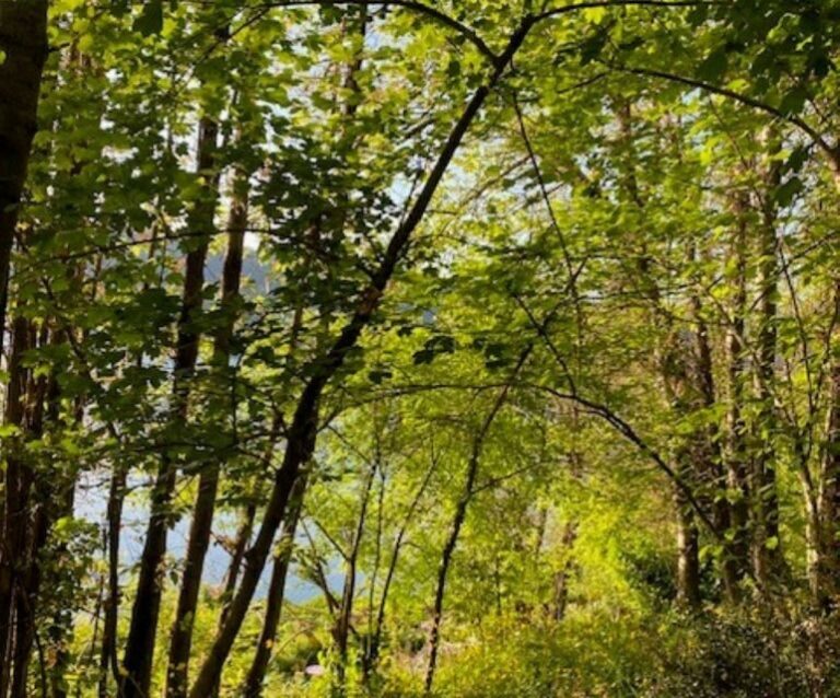 Rome: Forest Bathing Experience - Frequently Asked Questions