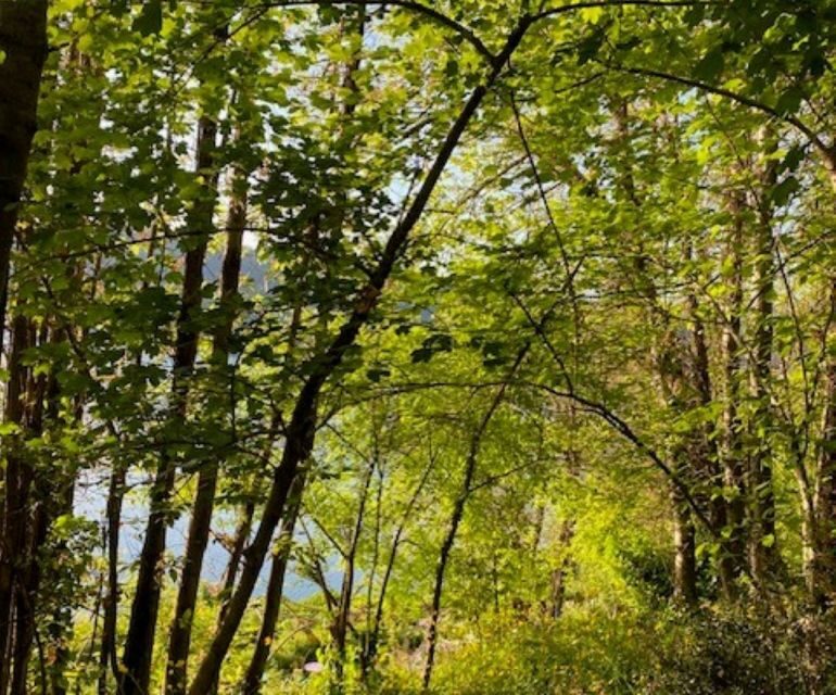 Rome: Forest Bathing Experience - Frequently Asked Questions