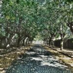 Rome: Frascati Vineyard Bike Tour with Train Tickets - Value and Practicalities