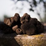 Rome: Truffle Hunting and Gourmet Lunch in the Countryside - FAQ