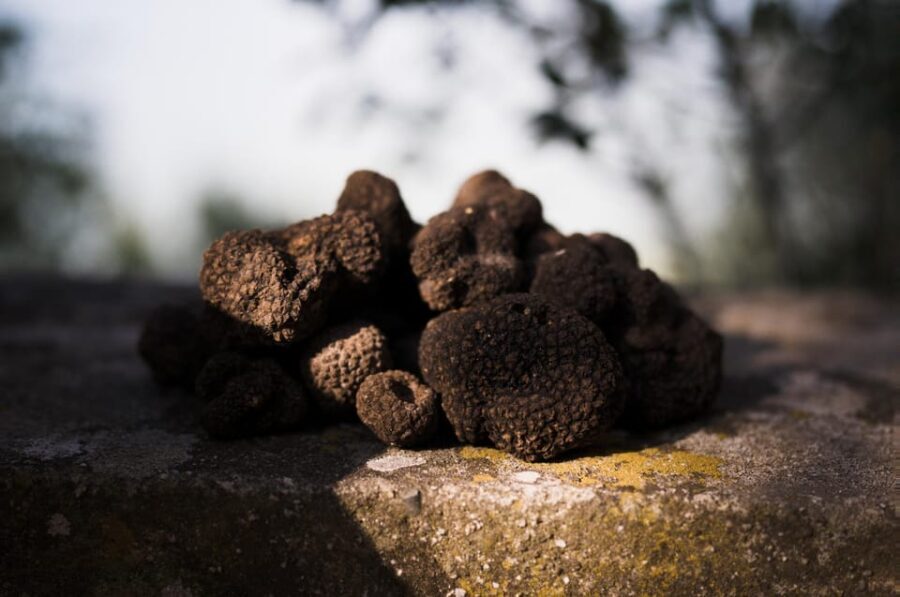 Rome: Truffle Hunting and Gourmet Lunch in the Countryside - FAQ