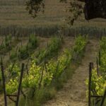 Ronda Private Wine Tour and Tapas from Marbella - What Makes This Tour Stand Out?