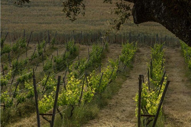 Ronda Private Wine Tour and Tapas from Marbella - What Makes This Tour Stand Out?