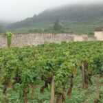 "Route des grands crus", private wine tasting in Burgundy ! - Is It Worth the Price?