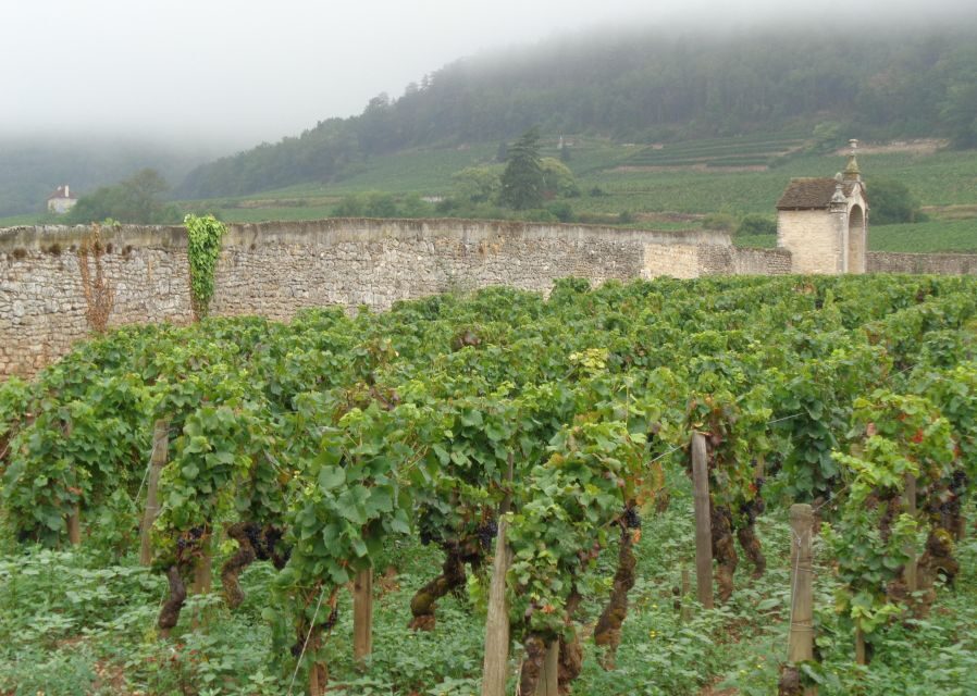 "Route des grands crus", private wine tasting in Burgundy ! - Is It Worth the Price?