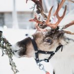 Rovaniemi: Arctic Circle Highlights by Snowmobile - Opening the Door to Arctic Wilderness