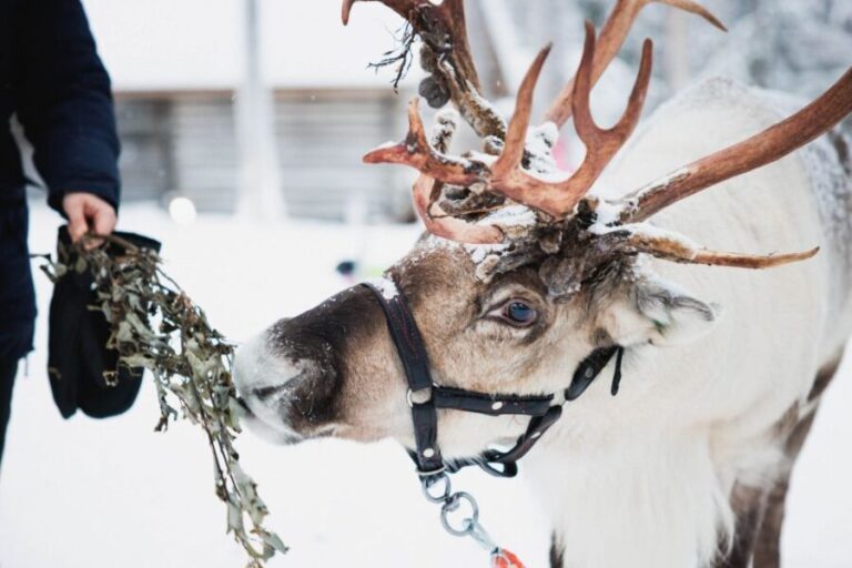 Rovaniemi: Arctic Circle Highlights by Snowmobile - Opening the Door to Arctic Wilderness