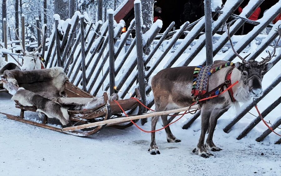 Rovaniemi: Authentic Reindeer Farm Visit and Sleigh Ride - Authenticity and Guides: The Heart of the Experience
