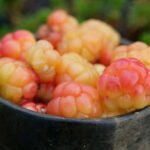 Rovaniemi: Berry and Mushroom Picking Tour with Pancakes - What to Expect on the Tour