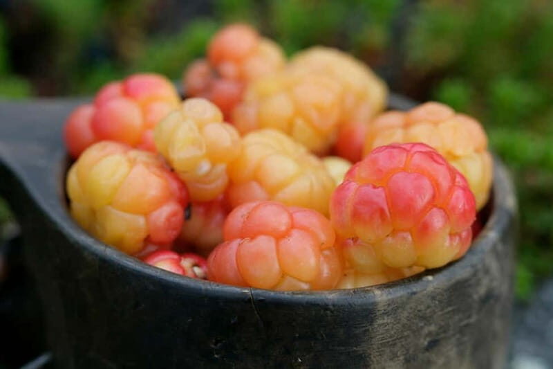 Rovaniemi: Berry and Mushroom Picking Tour with Pancakes - What to Expect on the Tour