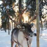 Rovaniemi: Daytime Reindeer Sleigh Ride - Insights from Travelers’ Reviews