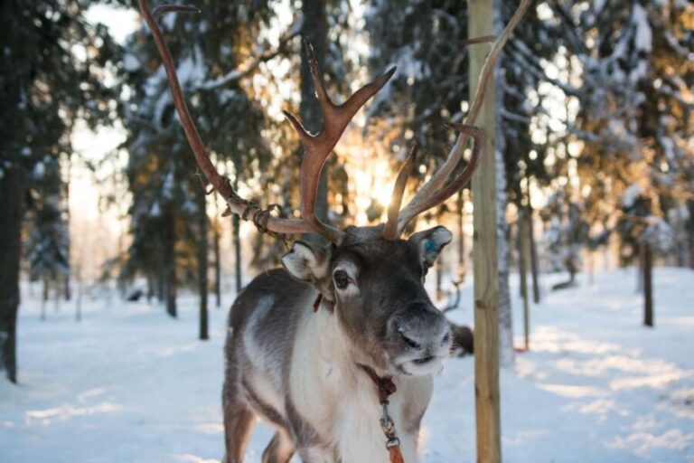 Rovaniemi: Daytime Reindeer Sleigh Ride - Insights from Travelers’ Reviews